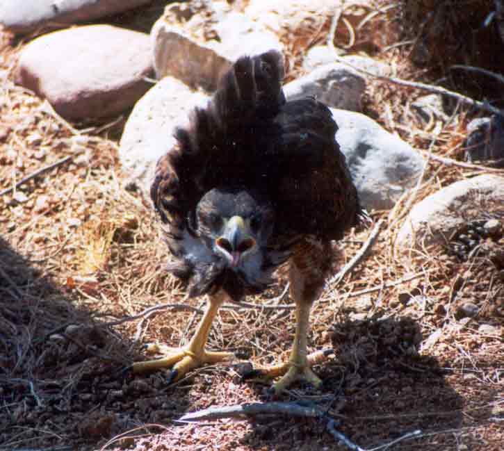 Mac's Menagerie - Airborn