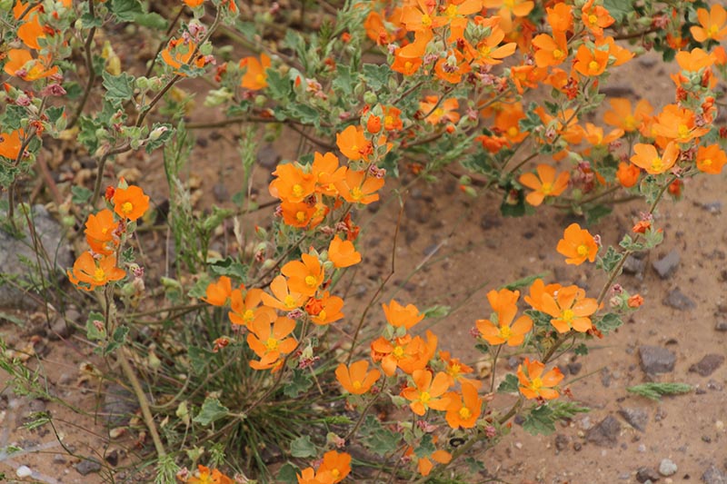 Flowers of the desert